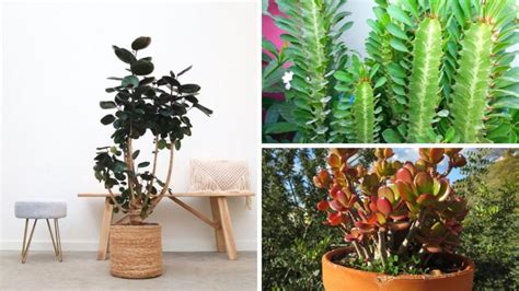 Feng Shui 5 Plantas Que Debes Tener En Casa Para Atraer Buena Suerte Y