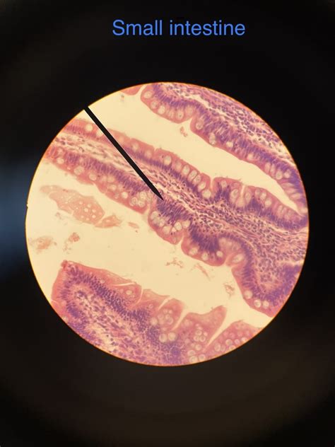 Small Intestine Histology Diagram Quizlet
