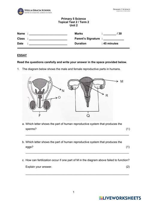 Human Reproductive System Unit Review Worksheet Prntbl