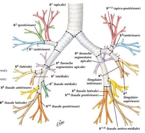 Diagramme de 1AN07 08 vue antérieure de larbre bronchique Quizlet
