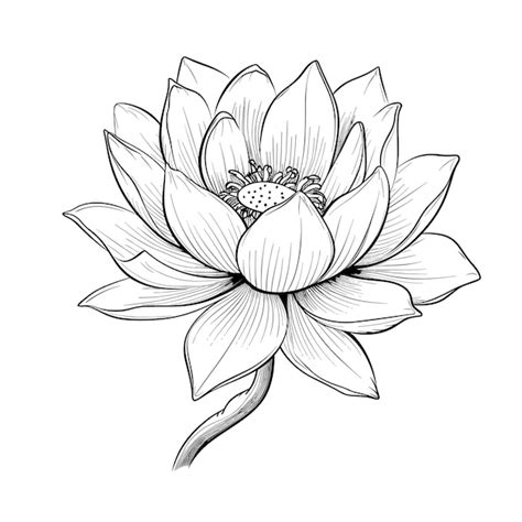 Premium Vector Hand Drawn Sketch Lotus Flower Illustration