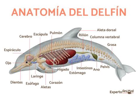 Guía completa sobre la respiración de ballenas y delfines bajo el agua
