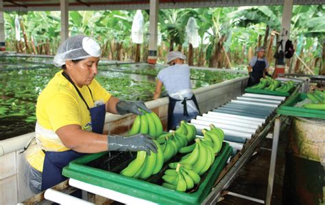 Para el 2023 el precio de la caja de banano será de 6 50 Tierra y Mar