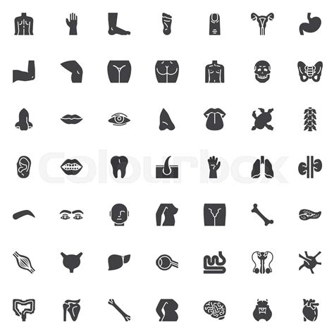 Human Body Parts Vector Icons Set Stock Vector Colourbox