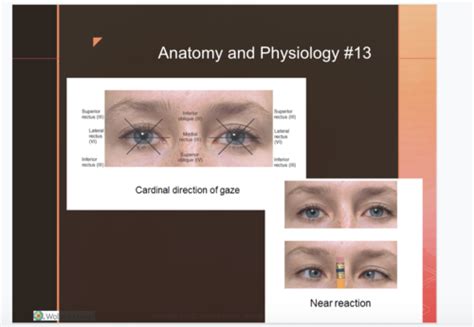 Chapter The Eyes Flashcards Quizlet