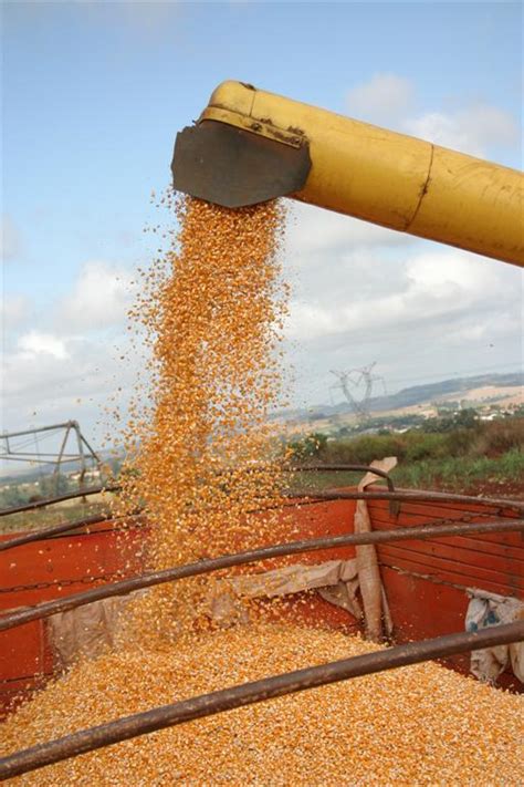 Conab realiza leilão de venda de milho nesta quarta feira dia 19