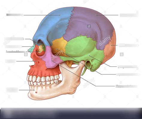Lateral View Of Skull Diagram Quizlet