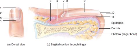 Structure Of Nail Diagram Quizlet