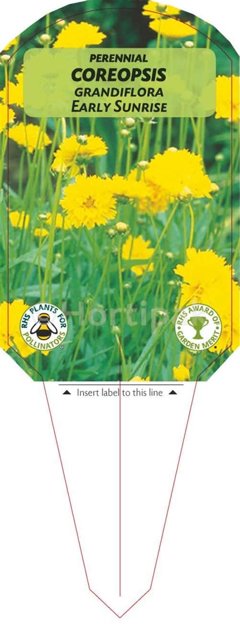 Coreopsis Tickseed Grandiflora Early Sunrise Plant Labels Hortipak