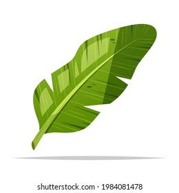Banana Leaf Vector Isolated Illustration Stock Vector Royalty Free