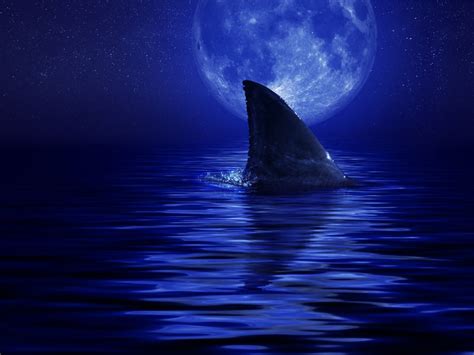 Shark Side Of The Moon Apple Tv