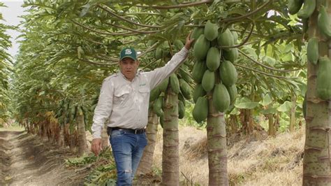 Cultivo De Papaya Tainung No 1 F1 Semillas Arroyave YouTube