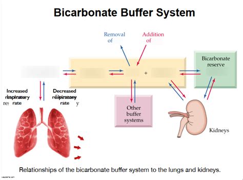Bicarbonate Buffer System Diagram Quizlet