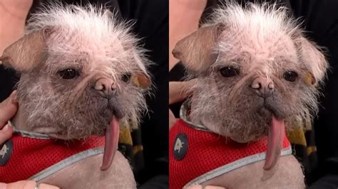 Peggy la cruza de pug y crestado chino compite por el título de El