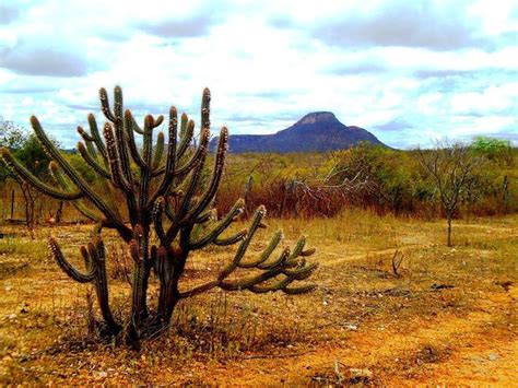 Vegetação característica do Sertão Nordestino Sertão Bioma caatinga