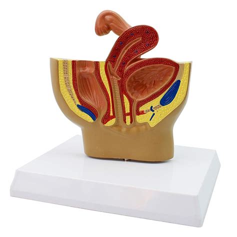 Buy Experimental Teaching Research Tools Female Pelvic Model Median
