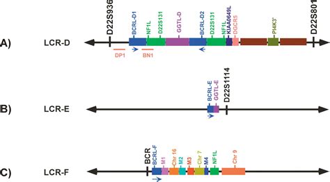 low copy repeats mediate distal chromosome 22q11 2 deletions sequence analysis predicts