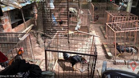 Mais de 30 galos são resgatados pela polícia animais eram usados em rinhas