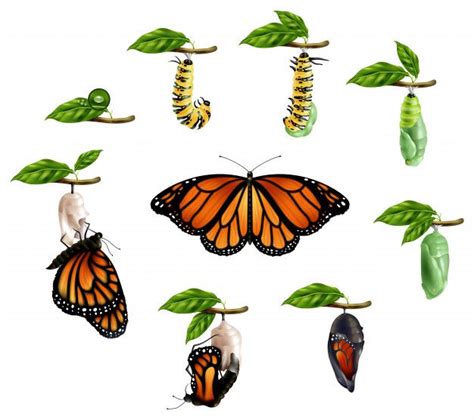 Ciclo De Vida Da Borboleta