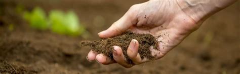 Conservación Del Suelo En La Agricultura Técnicas Y Manejo