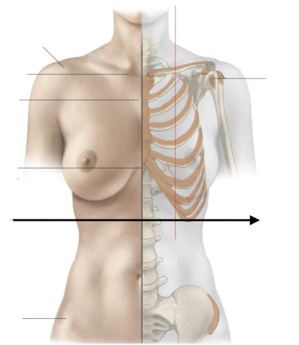 Anatomy Thoracic Wall Pleura Lungs Flashcards Quizlet