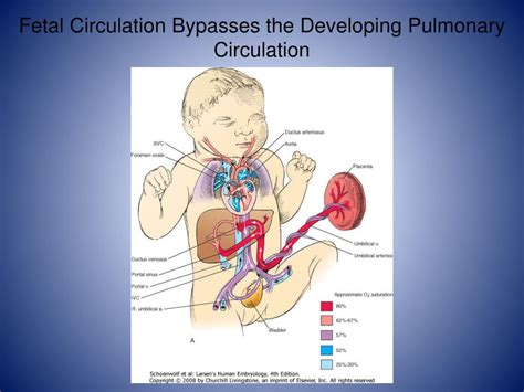PPT Human Embryology Heart Development II PowerPoint Presentation