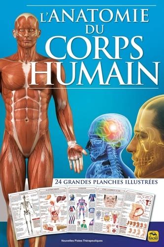 L Anatomie Du Corps Humain Grandes Planches De Chiara Naccarato