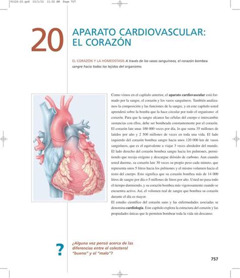 Anatomía y fisio tortora 13 ed 1 1 Aparato cardiovascular El corazón