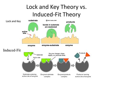 Enzyme Lock And Key And Induced Fit At Mark Carter Blog