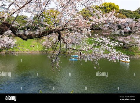 Tokyo Japan Sakura Cherry Blossom Imperial Palace Moat Chidorigafuchi