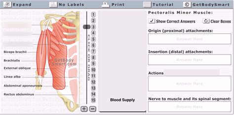 Pectoralis Minor Diagram Quizlet