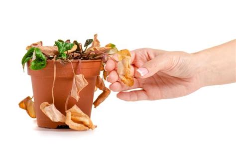 Cómo REVIVIR una PLANTA Consejos