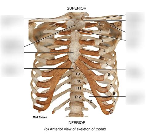 Sternum And Ribs Diagram Quizlet