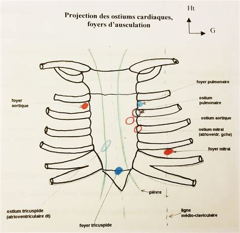 Lungs Anatomy Shapes And Surfaces Of The Lungs GetBodySmart