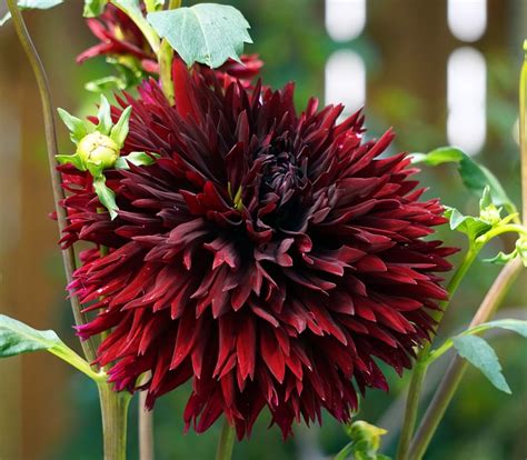 Dahlia Blomning Blomma Gratis Foto P Pixabay Pixabay
