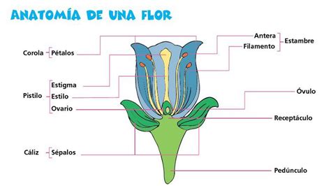 Reproducci N Sexual De Las Plantas Escolar Abc Color