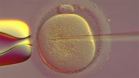 Ventajas De La Fecundaci N In Vitro Urh