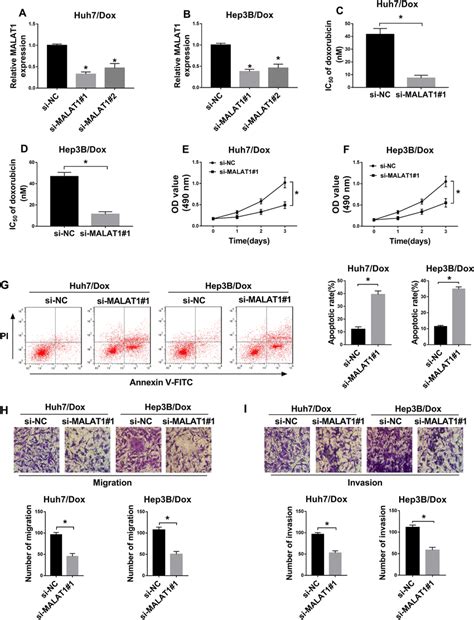 Functional Verification Of MALAT1 Knockdown On Doxorubicin Resistance