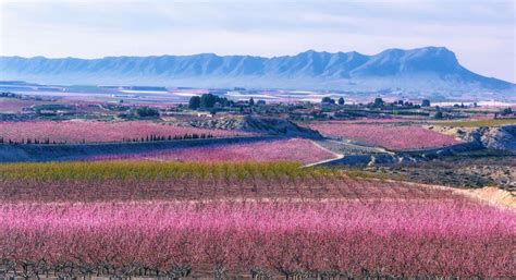 Cieza Se Viste De Rosa Un Viaje A La Floraci N M S Espectacular Del