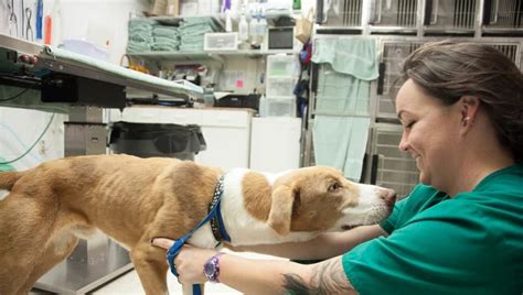 Cronograma de guardias veterinarias para el mes de mayo Diario Núcleo