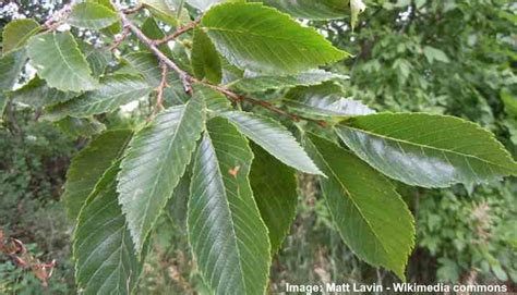 Types Of Elm Trees With Their Bark And Leaves Identification Guide 2022