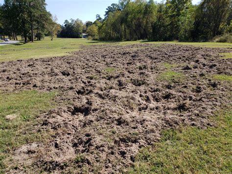How To Know If You Have A Wild Hog Problem Texas Wild Hog Control