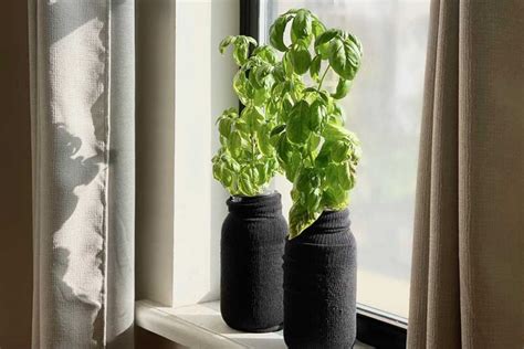 How To Set Up A Kratky Mason Jar Hydroponic System