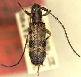 Cerambycidae Species Details