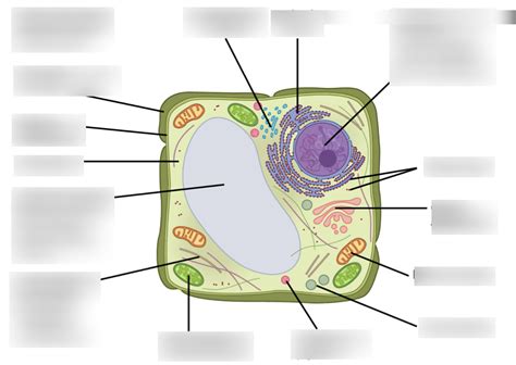 Bmen 2501 Lecture 1 Plant Cell Labelling Diagram Quizlet