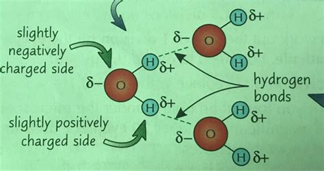 Module 2 Section 2 Biological Molecules Flashcards Quizlet