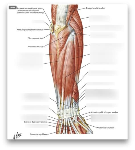 Muscles Of Forearm Superficial Layer Posterior View Diagram Quizlet