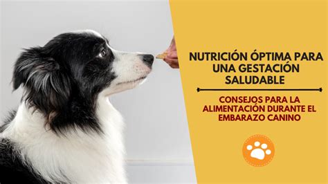 Junio 22 2023 Revista Petmi Para Amantes De Mascotas