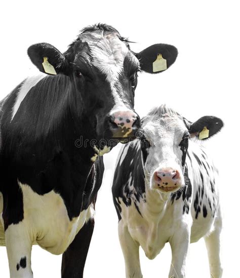 Descobrir 76 Imagem Vaca Fundo Branco Br Thptnganamst Edu Vn