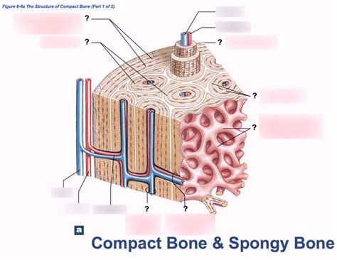 Phyl Compact Bone Spongy Bone Diagram Quizlet